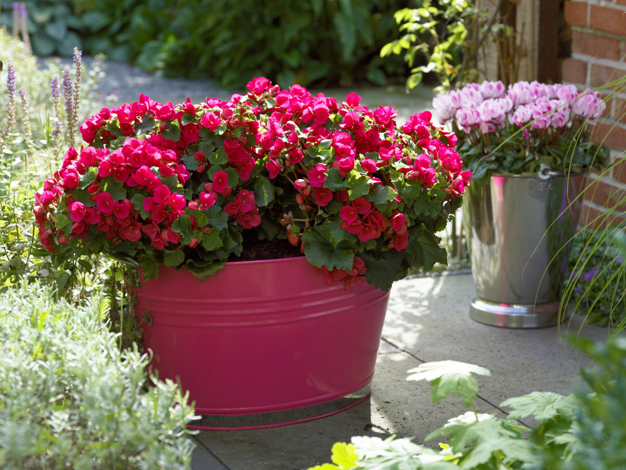 Wzmocnij begonie pod koniec sezonu, a będą kwitły do jesieni. Domowy nawóz – Dom Wprost