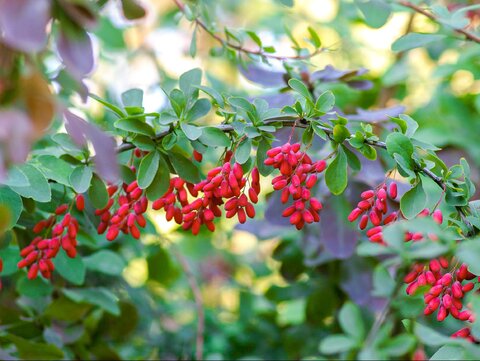 Berberys – zastosowanie i właściwości, działanie lecznicze – Odżywianie ...
