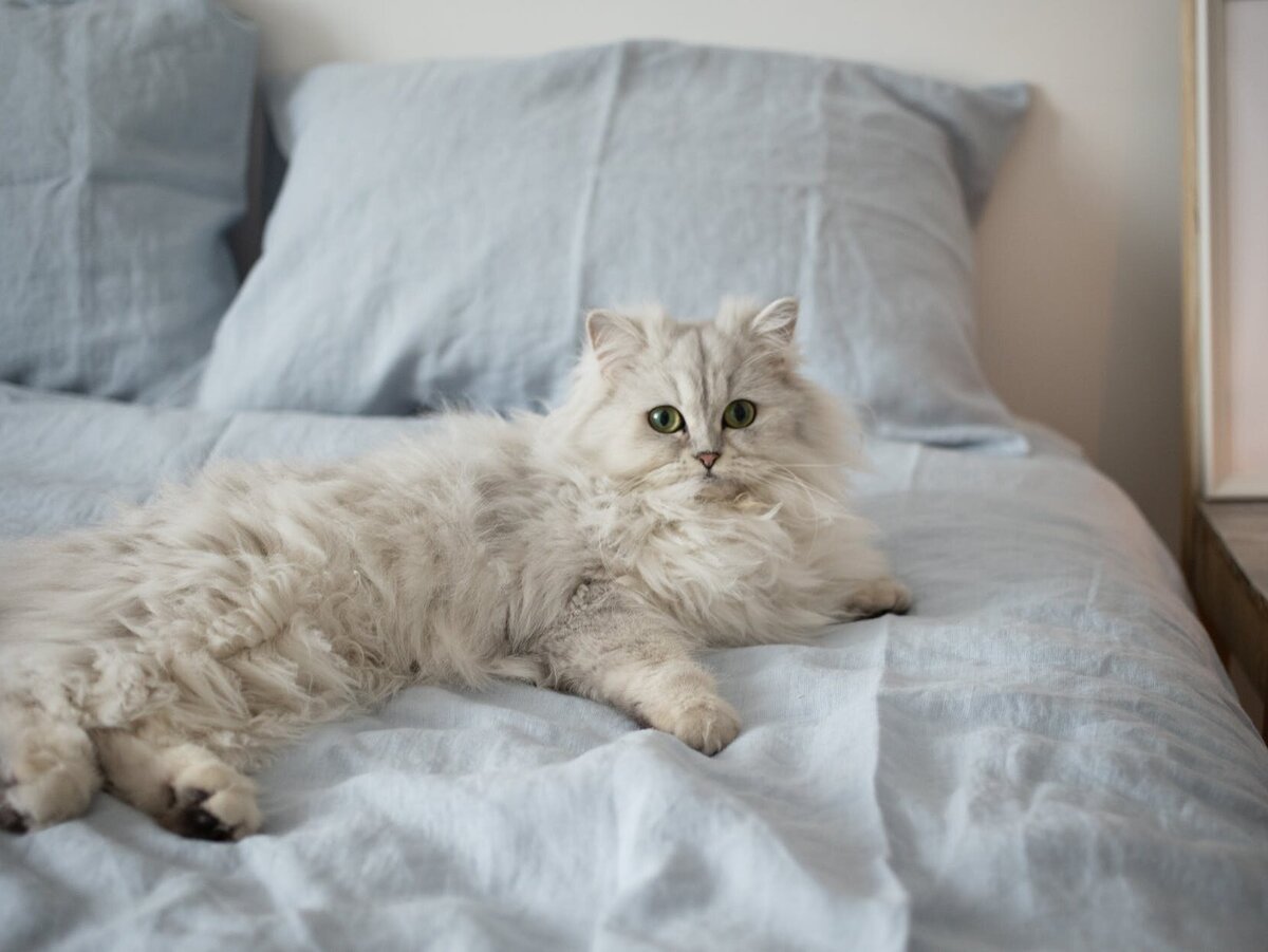 Kot perski – charakter, pielęgnacja. Poradnik dla właścicieli – Dom Wprost