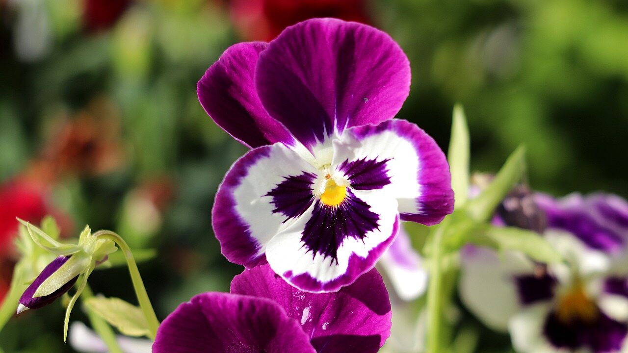 Bratek polny – co potrafi ta popularna roślina?