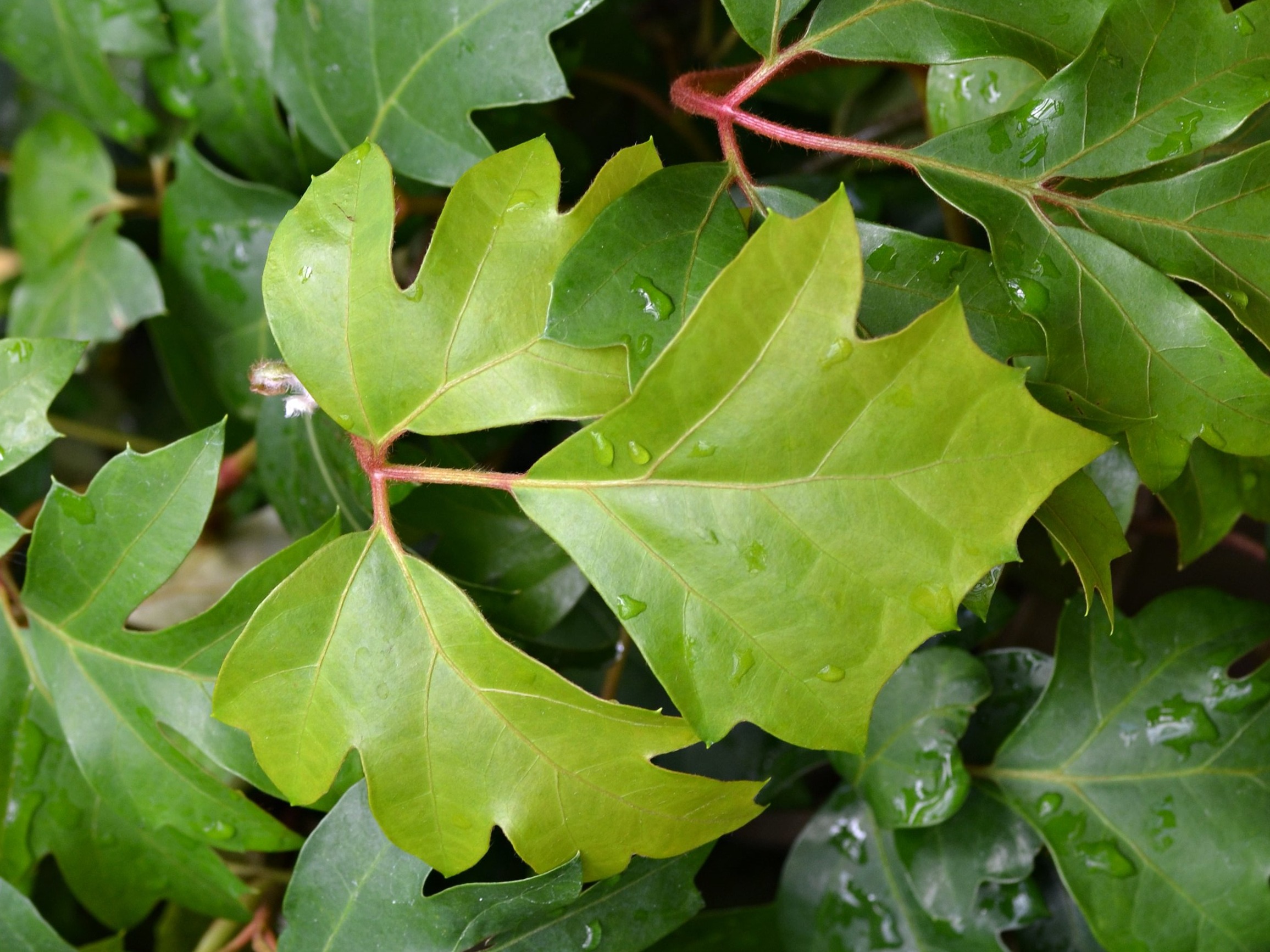 Cissus – uprawa, pielęgnacja, gatunki, choroby – Dom Wprost