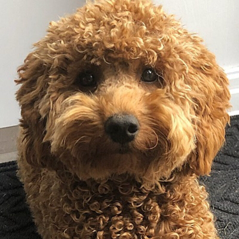 Cockapoo. Nowa rasa psów podbija serca psiarzy - zdjęcia