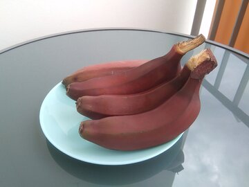 Czerwone banany mają cenne właściwości. Czym różnią się od żółtych ...