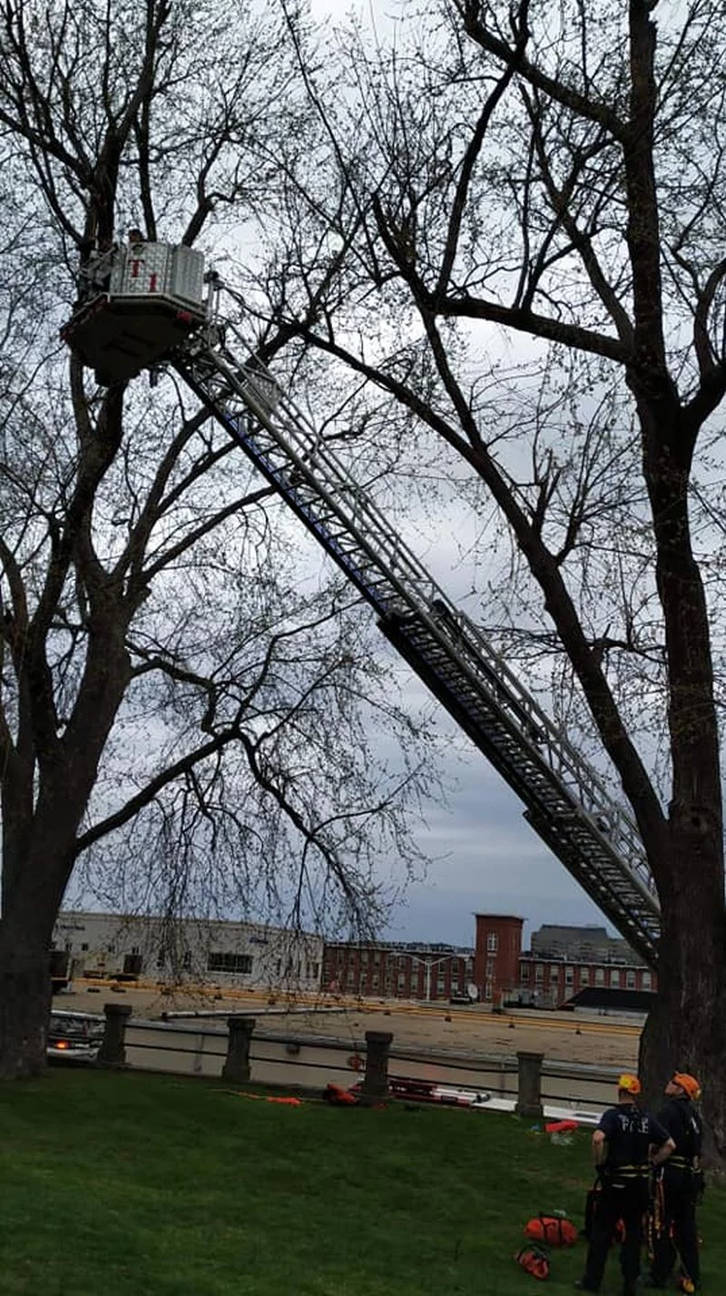 Daniel Lacourse wspiął się na drzewo po drona. Ratowali go strażacy ...