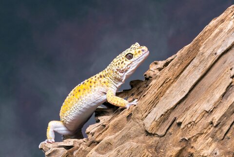 Gekony pomogą ochronić zabytkowe obrazy? – Wprost