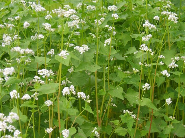 Zasiej teraz grykę, by w przyszłym roku mieć obfite plony warzyw – Dom ...