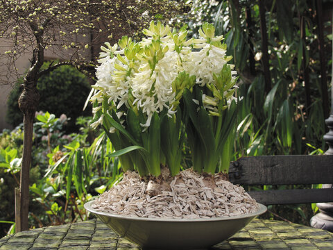 Pięknie pachnące hiacynty. Jak je pielęgnować? Co robić z cebulkami ...