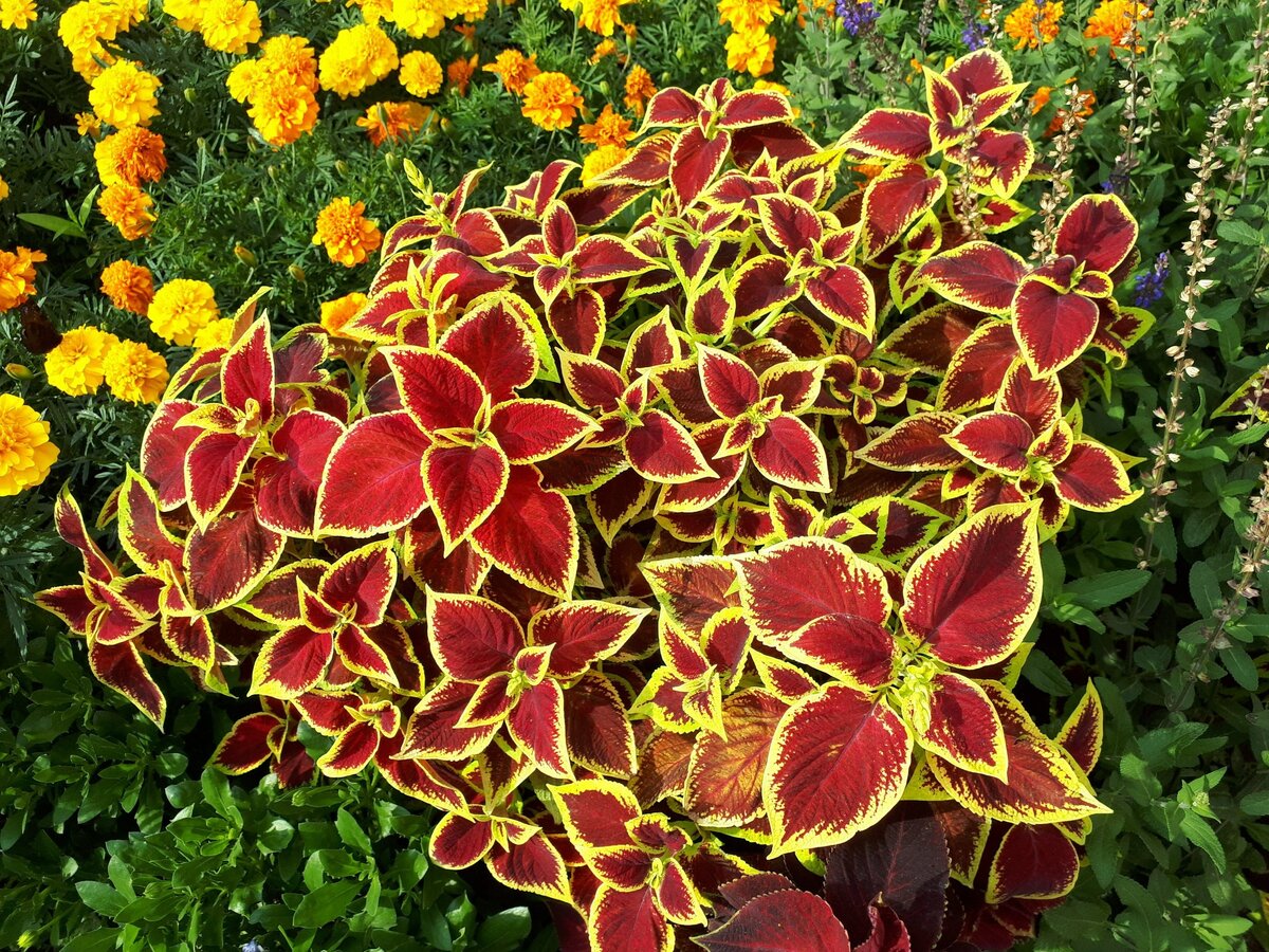 Koleus Blumego – odmiany, uprawa, cięcie. Co trzeba wiedzieć? – Dom Wprost