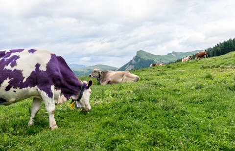 Froneri wycofuje produkty lodowe Milki ze sklepów – Odżywianie Wprost