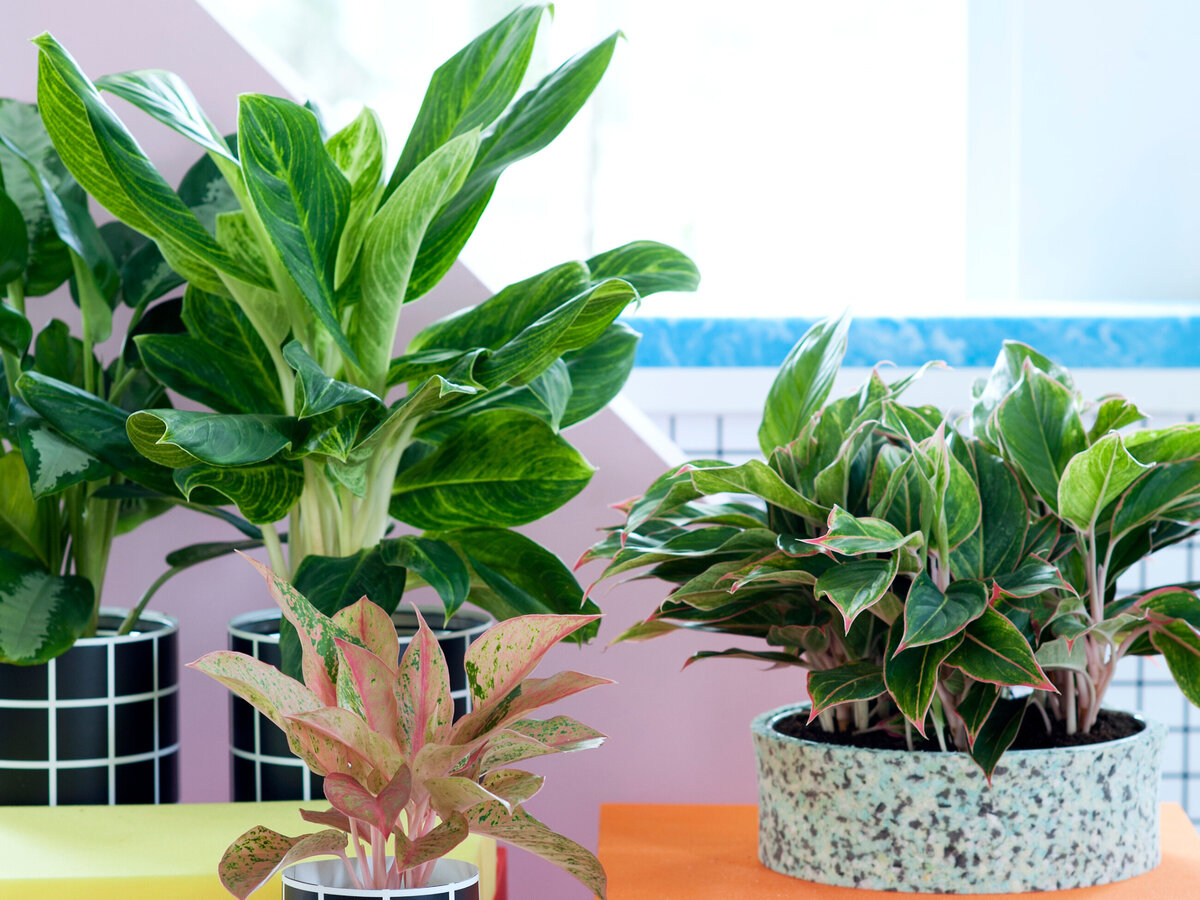 Kwiaty doniczkowe cieniolubne. 8 najpiękniejszych gatunków – Dom Wprost