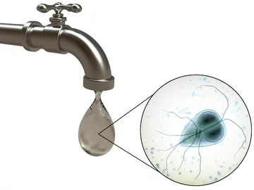 Lamblioza – przyczyny, objawy, drogi zakażenia, rozpoznanie i leczenie ...