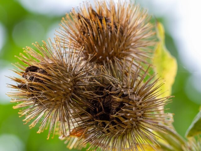 Łopian – roślina lecznicza. Jak stosować? Właściwości i przepisy ...