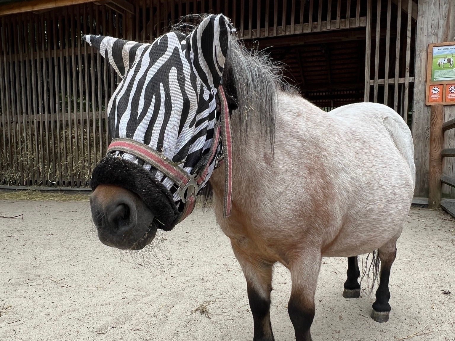 Zamienili konia w zebrę. Wrocławskie zoo tłumaczy swój pomysł – Wprost
