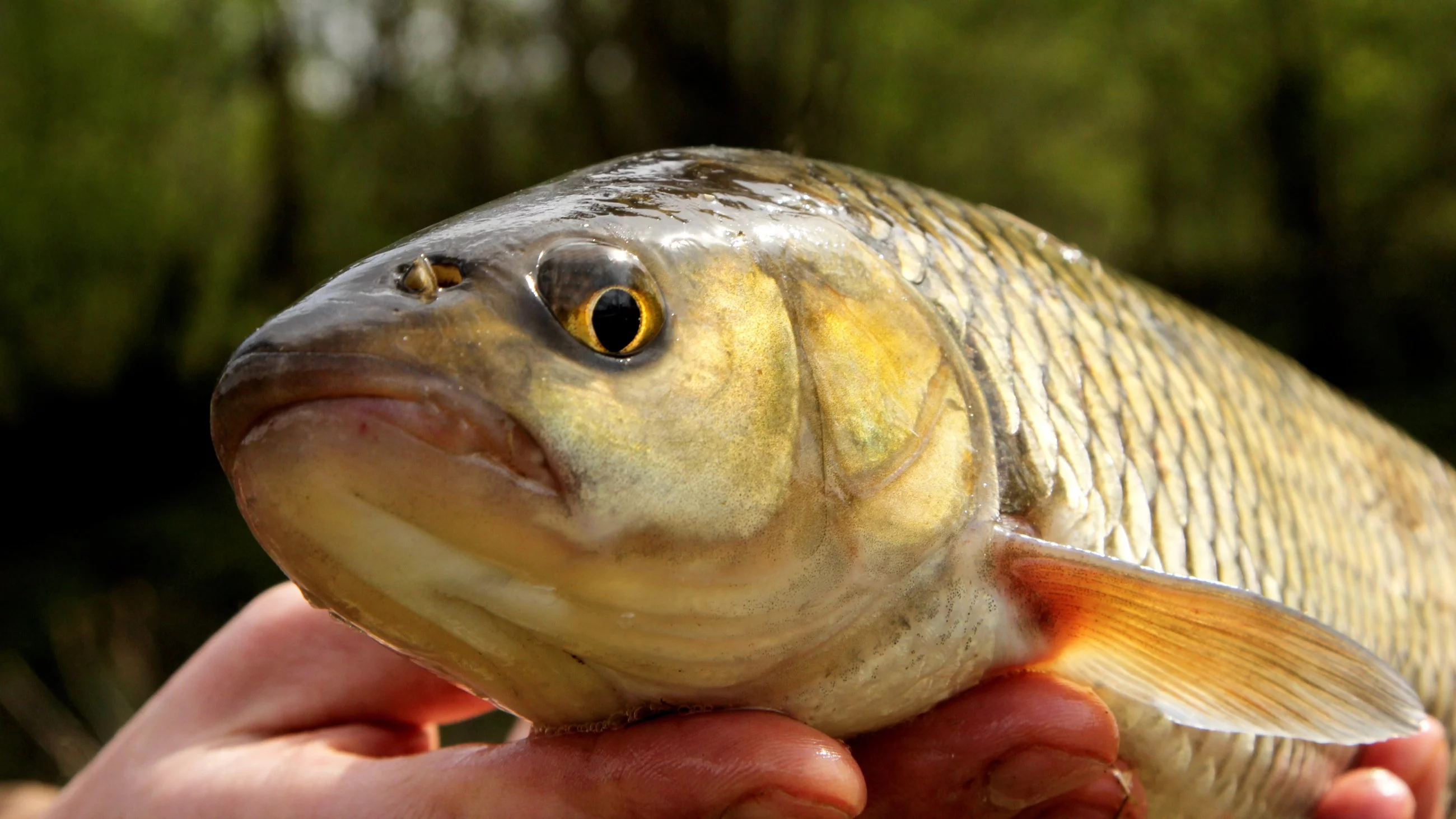 Łowi jazie i klenie w marcu. Zdradza swój sekret – Wprost