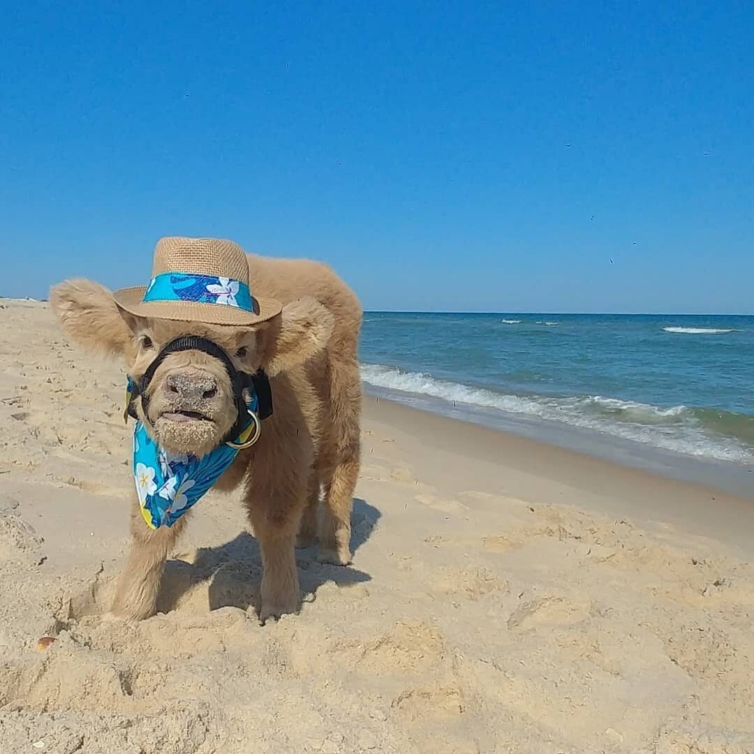 Finn. Miniaturowa krowa, która uwielbia podróże. Szczególnie na plaże