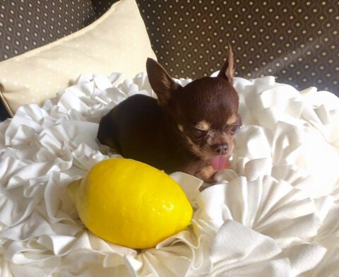 Poznajcie Miracle Milly. To najmniejszy żyjący pies na świecie.