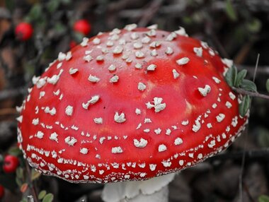 Czy można jeść muchomory czerwone? Jest ostrzeżenie ekspertów ...