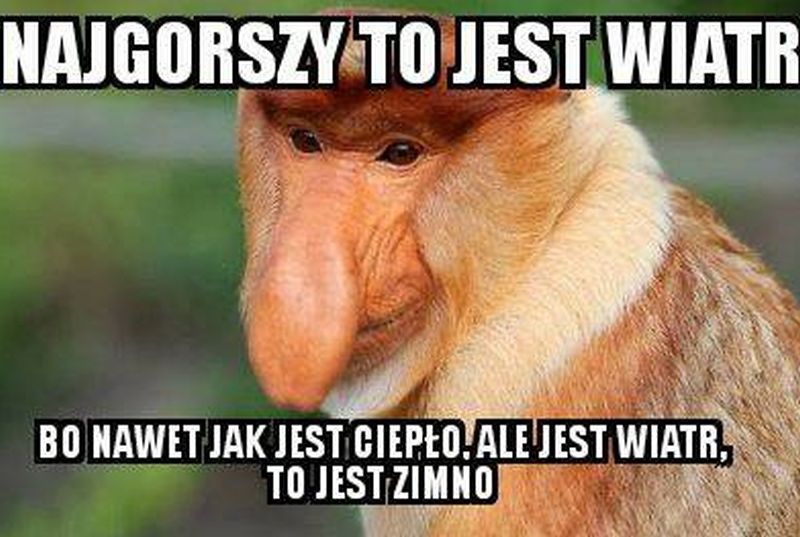 Długi weekend i majówka. Co robią nosacze? - memy – Wprost