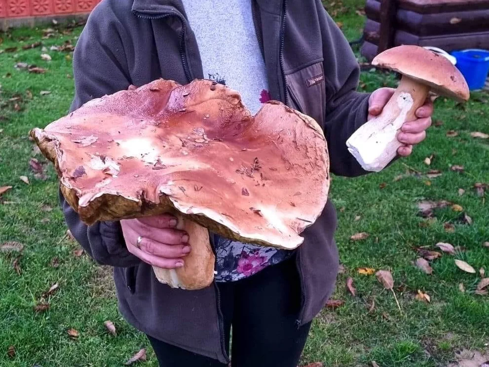 Grzybowy rekord sezonu? Takiego olbrzyma jeszcze nie widzieliście ...