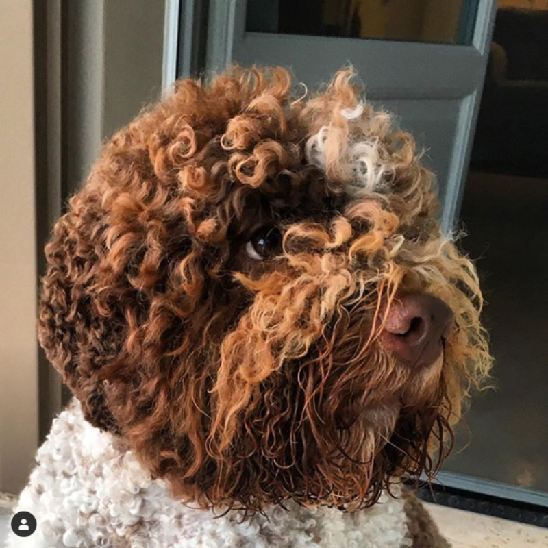 Niezwykłe psy lagotto romagnolo. Tylko one potrafią znaleźć trufle