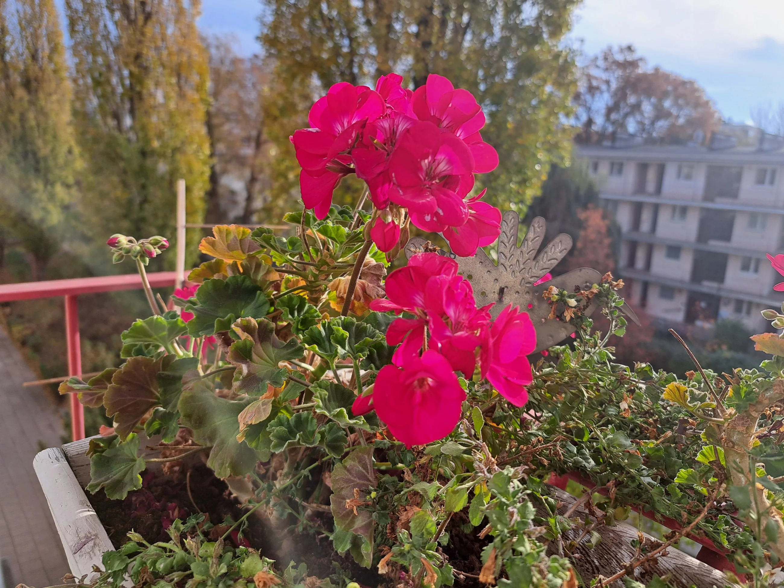 Nie ryzykuję, wynoszę już pelargonie i begonie z balkonu. Nadchodzi fala zimna – Dom Wprost
