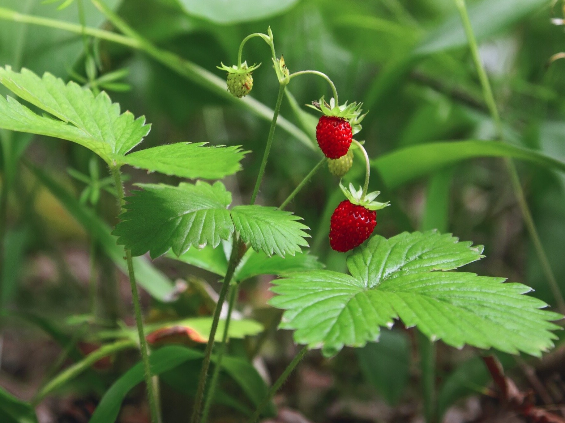 Poziomki: właściwości zdrowotne, wartości odżywcze – Odżywianie Wprost