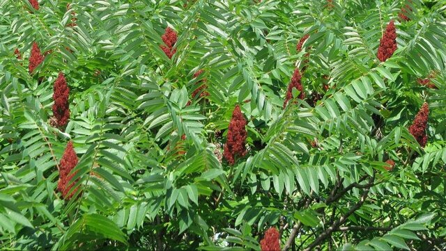 Krzew sumak nazywany jest „zemstą sąsiada”. Zastanawiacie się dlaczego ...