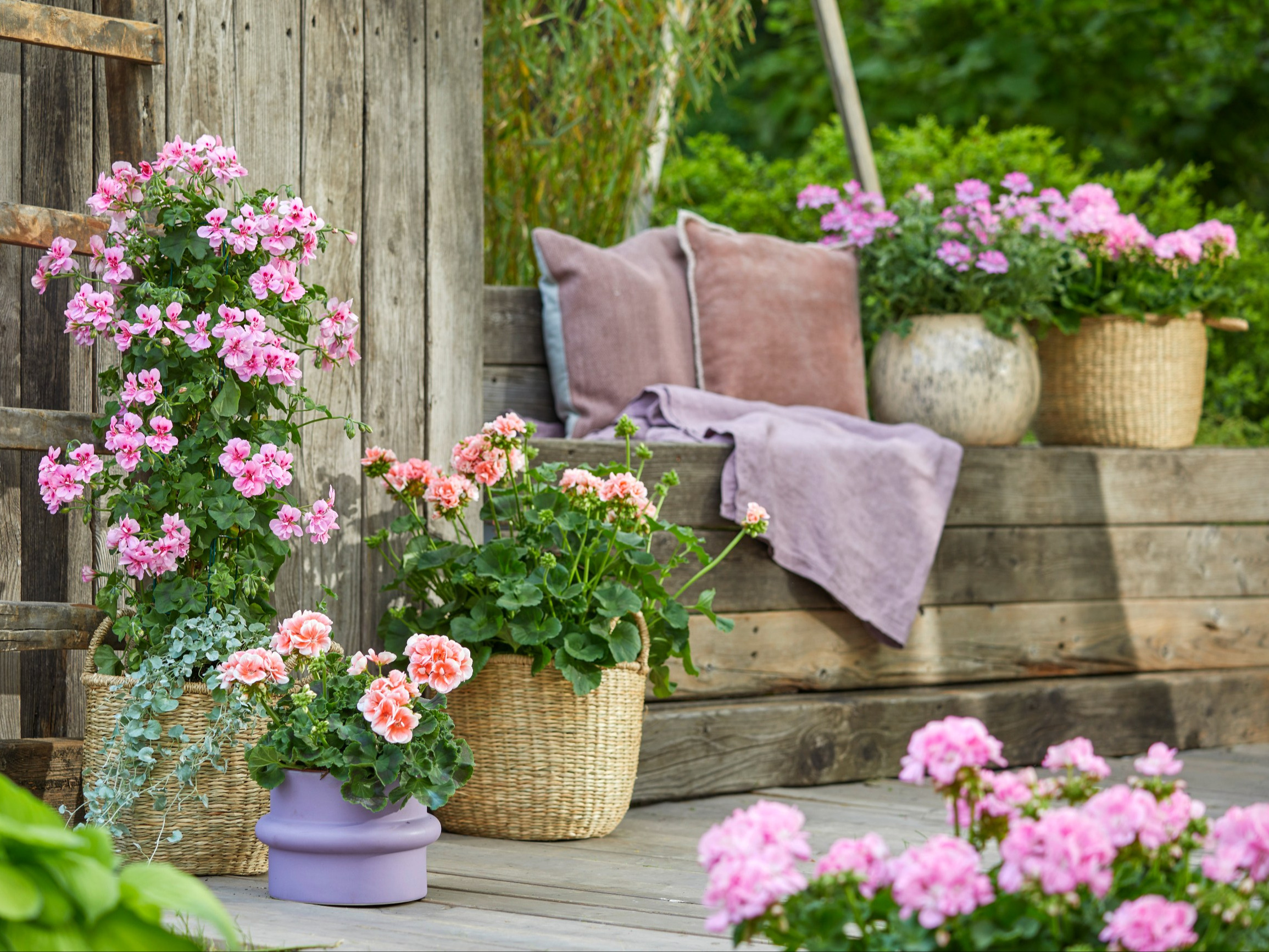 Pelargonie na tarasie w stylu śródziemnomorskim – Dom Wprost