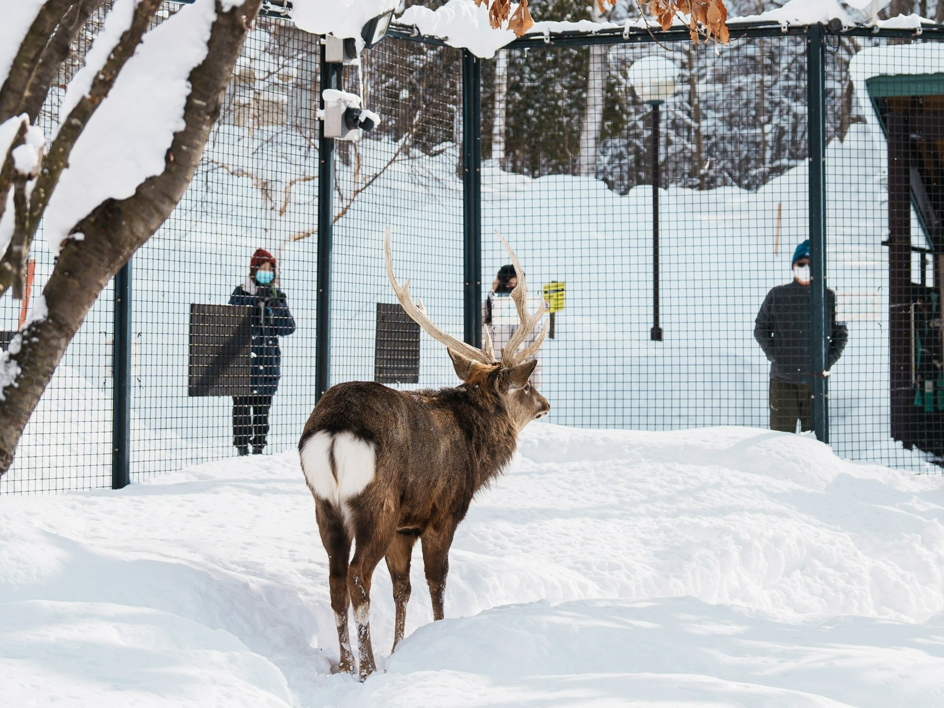 Samica renifera fińskiego w zoo w Płocku. To zagrożony gatunek ...